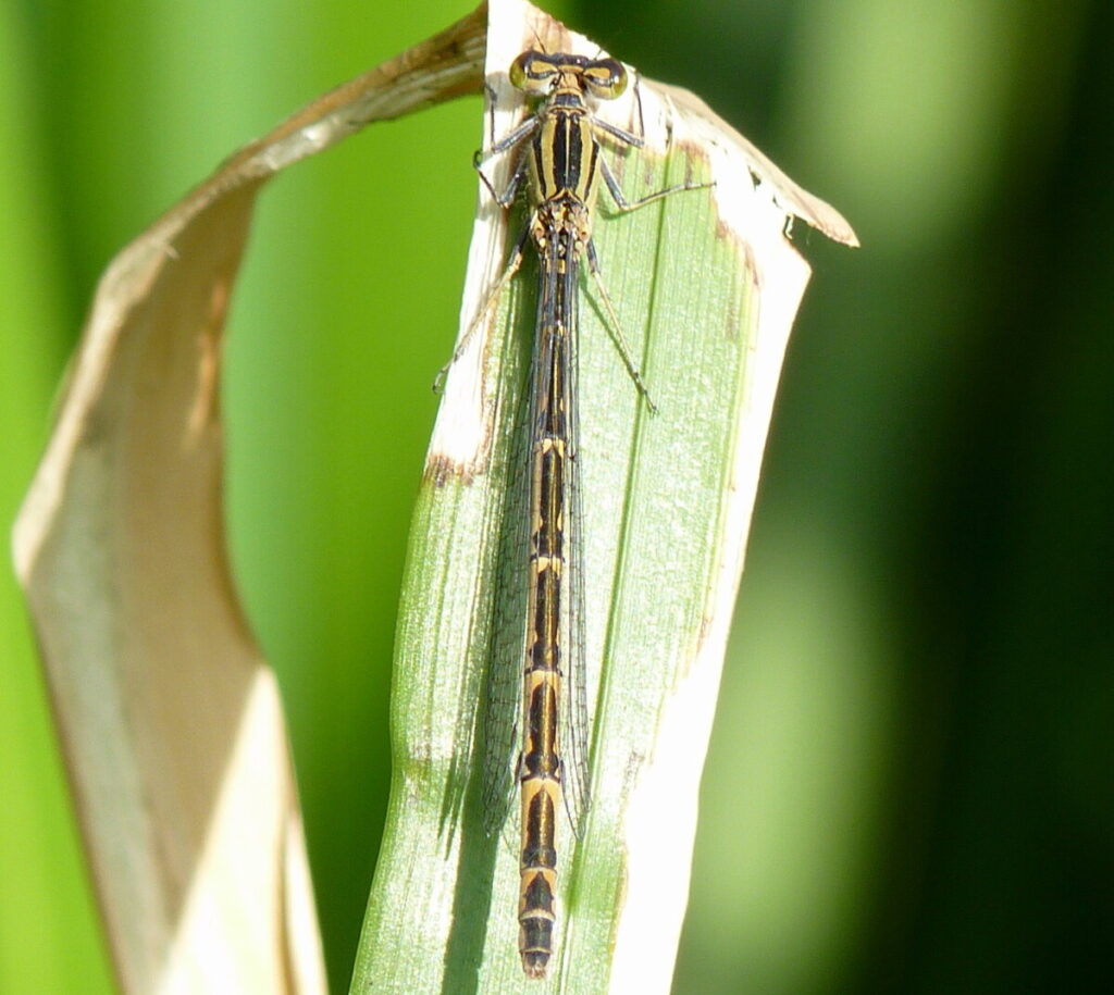 Common Blue Damselfly - British Dragonfly Society