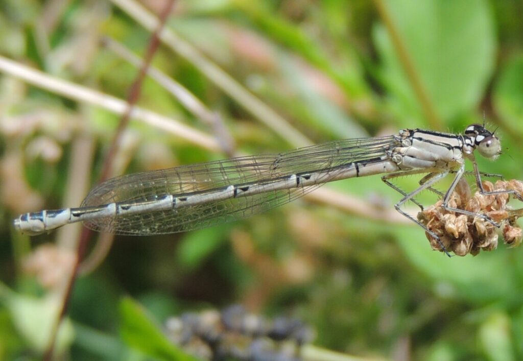 Common Blue Damselfly - British Dragonfly Society