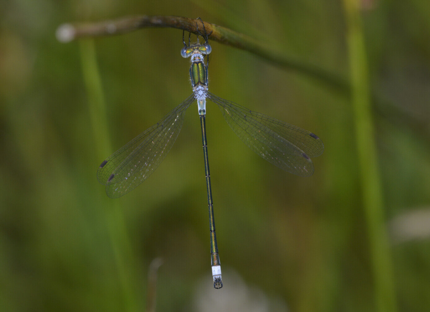 Emerald Damselfly - British Dragonfly Society