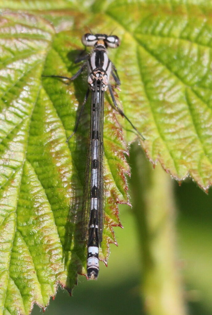 Common Blue Damselfly - British Dragonfly Society