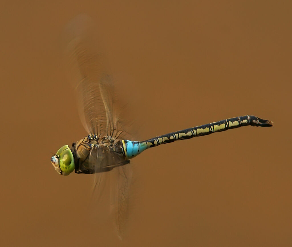 Lesser Emperor - British Dragonfly Society