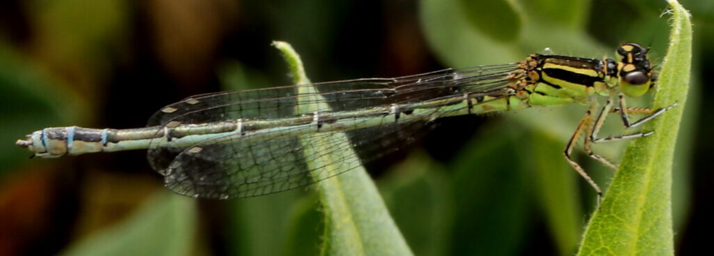 Southern Damselfly - British Dragonfly Society