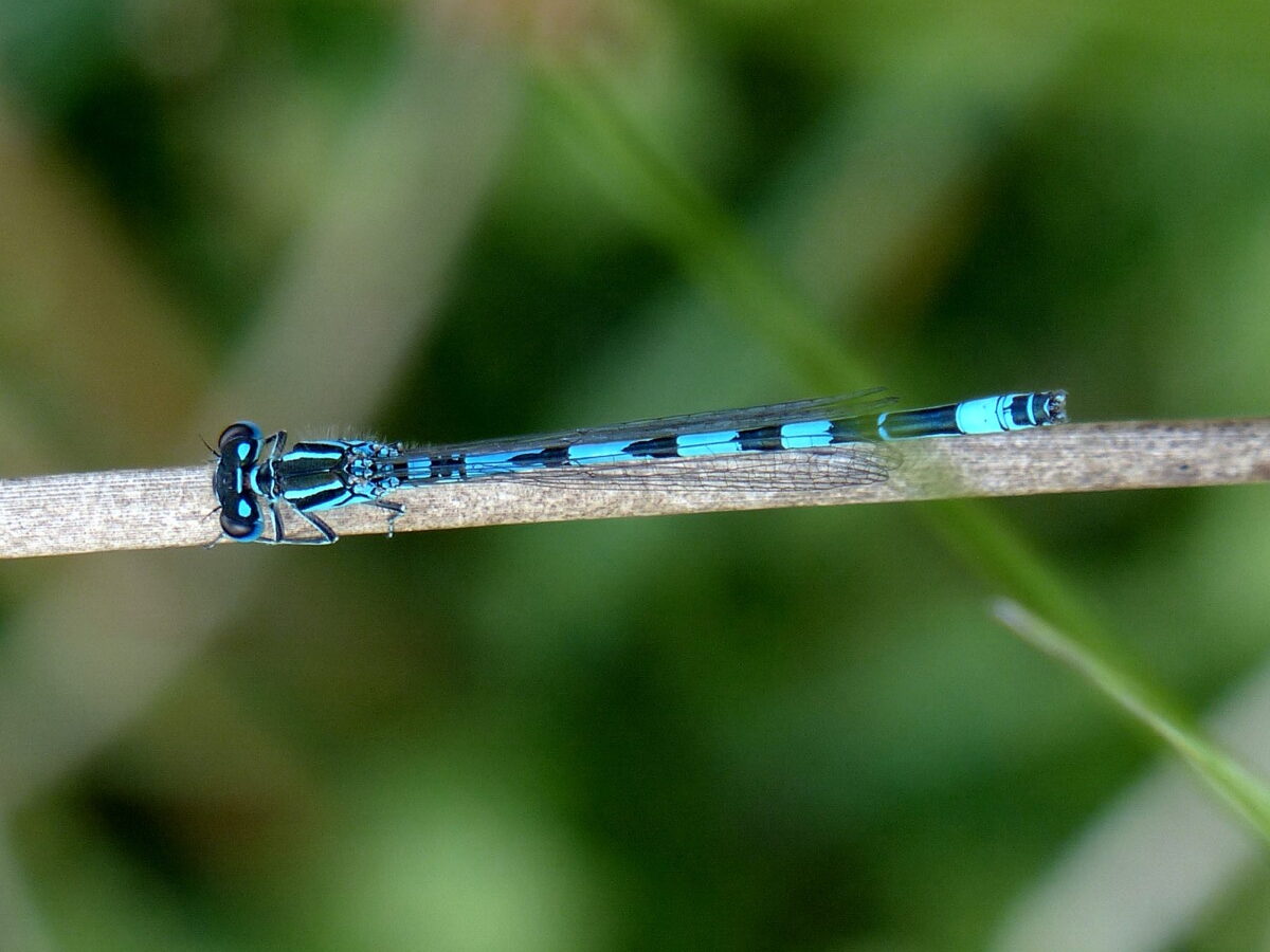Southern Damselfly - British Dragonfly Society