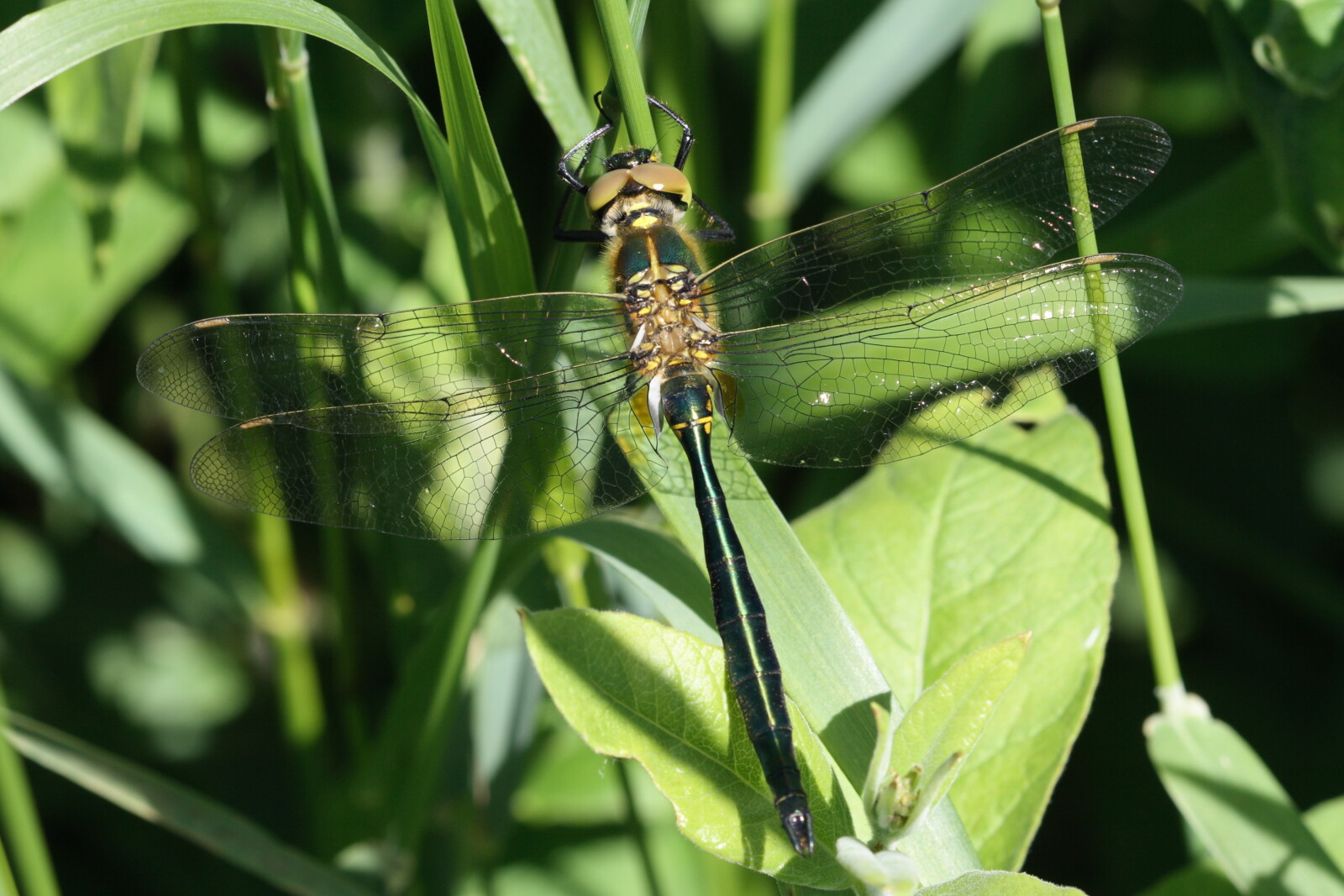 Brilliant Emerald - British Dragonfly Society