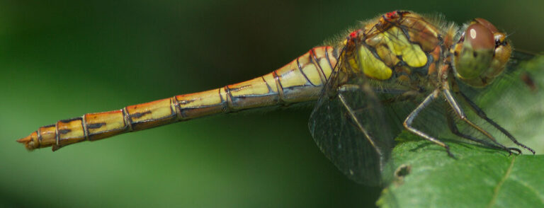Dragonflies - British Dragonfly Society