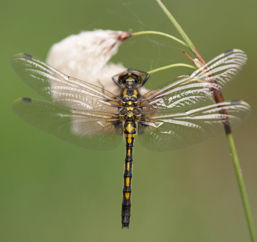 White-faced Darter - British Dragonfly Society