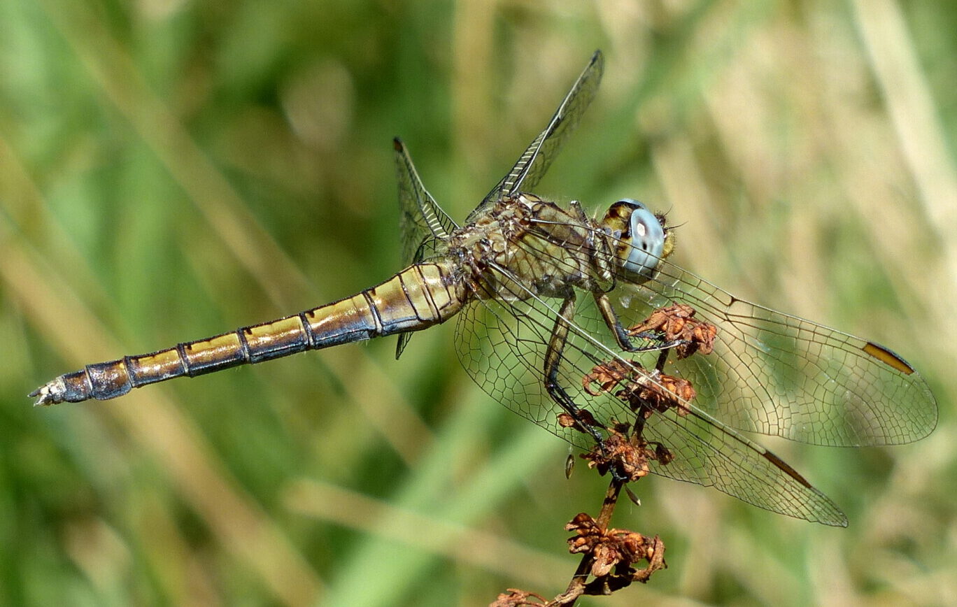 Free Climate Change Adaptation Manual for Land Managers - British Dragonfly Society