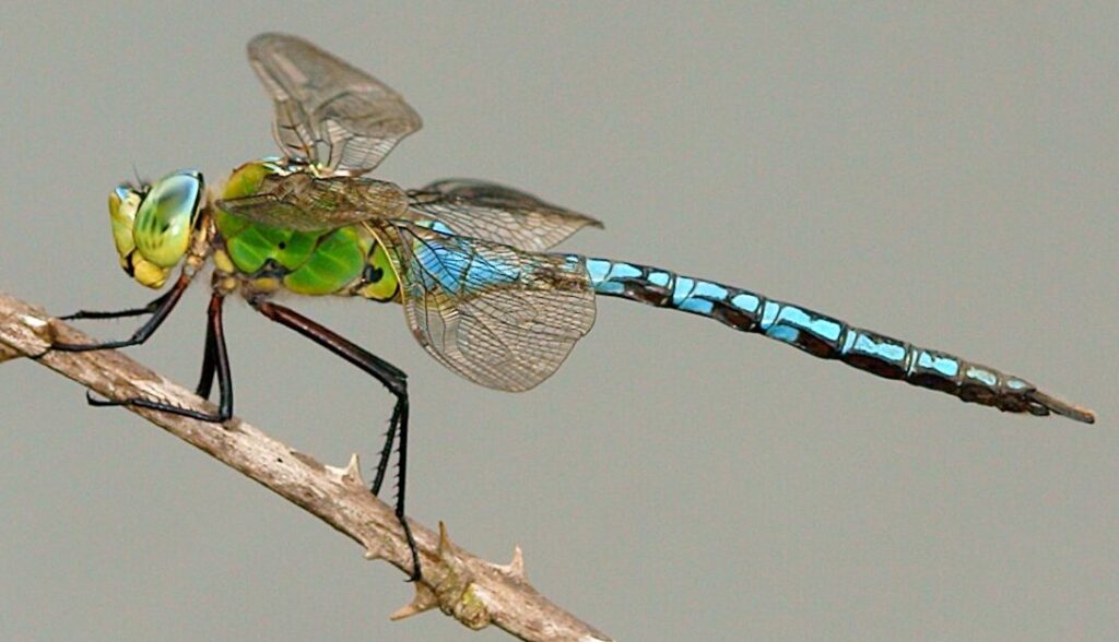 Emperor Dragonfly - British Dragonfly Society