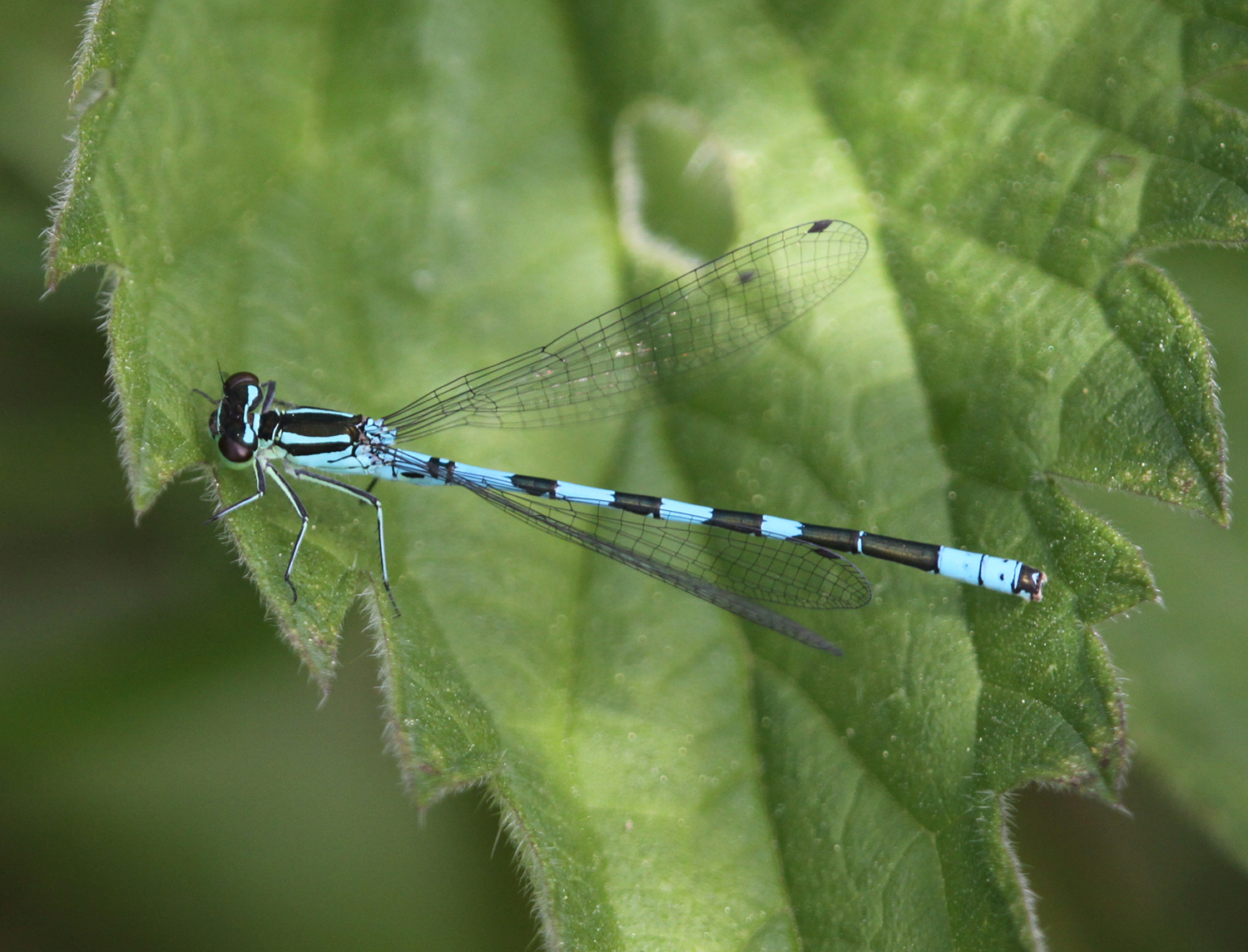 Northern Damselfly Survey - British Dragonfly Society