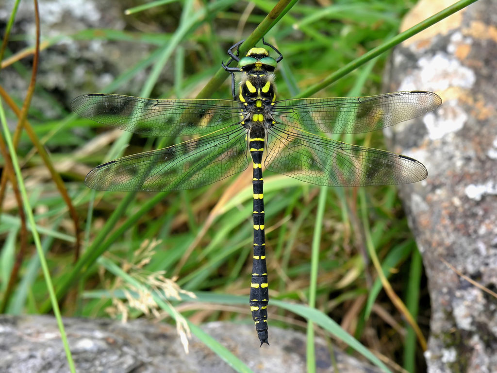 Dragonfly or Damselfly? - British Dragonfly Society