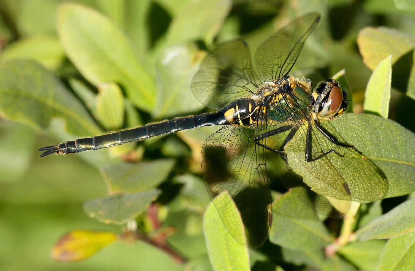 Scotland - British Dragonfly Society