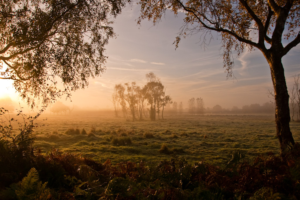 Fenn’s, Whixall and Bettisfield Mosses - British Dragonfly Society