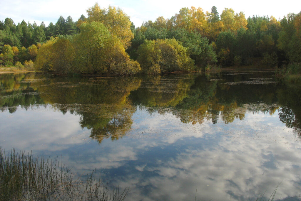 Culbin Forest - British Dragonfly Society