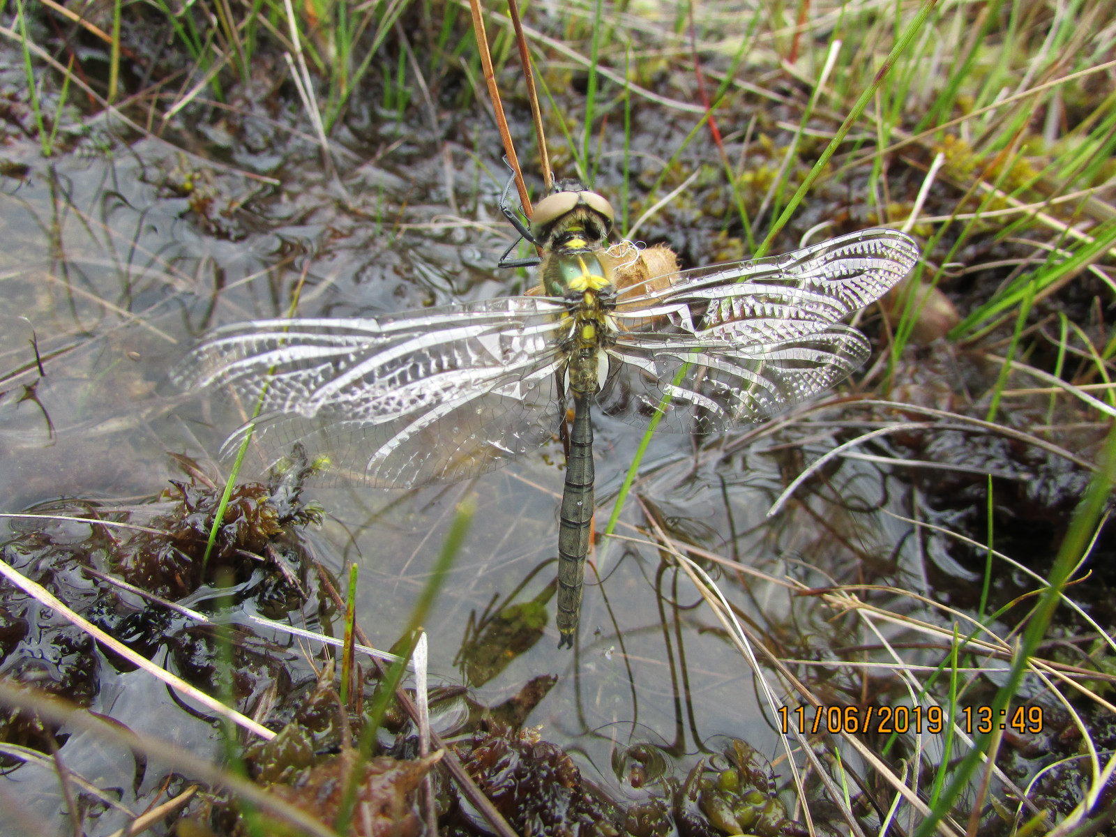 Flanders Moss National Nature Reserve - British Dragonfly Society