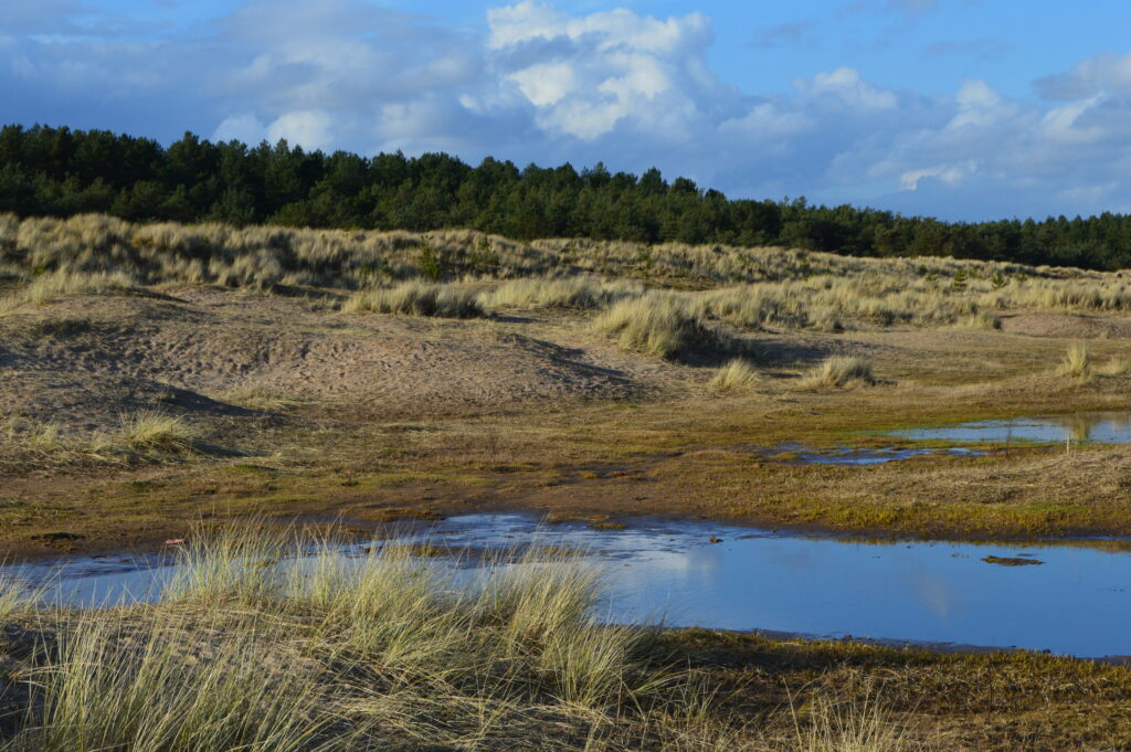 Tentsmuir Forest - British Dragonfly Society