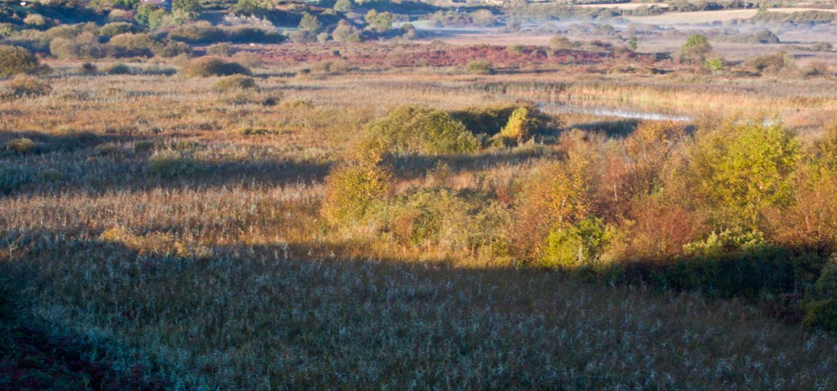 Cors Goch National Nature Reserve (Anglesey) - British Dragonfly Society