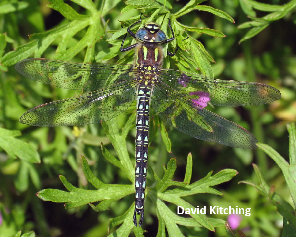 RSPB Valley Wetlands - British Dragonfly Society