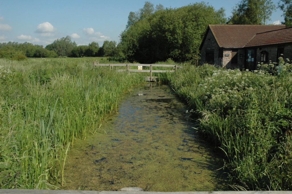 WT Magor Marsh - British Dragonfly Society