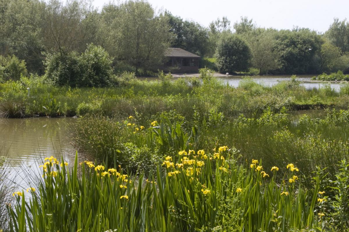 WWT Llanelli Wetland Centre - British Dragonfly Society