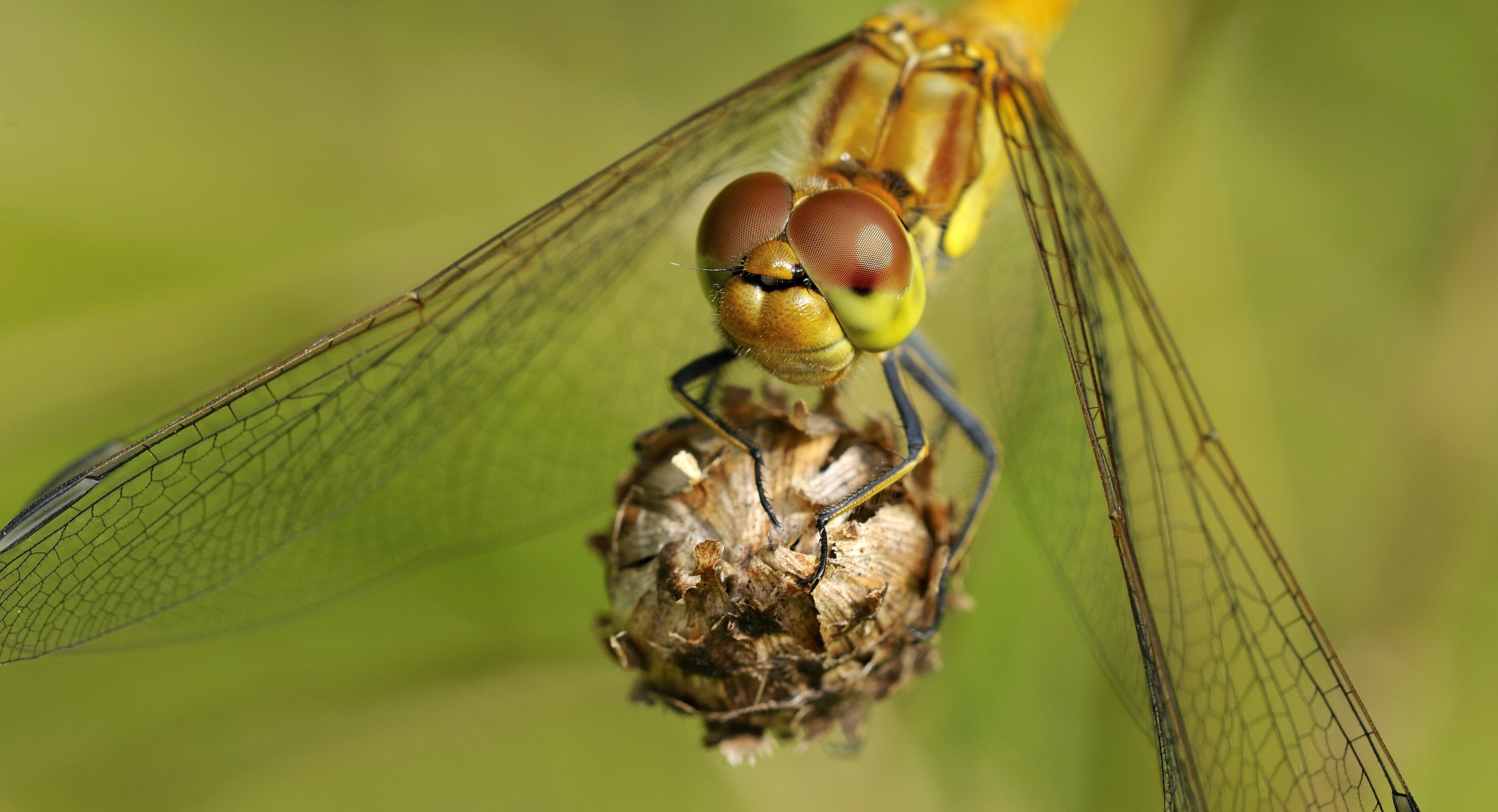 Dragonfly Conservation Group and Research - British Dragonfly Society