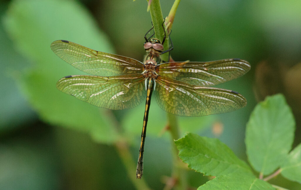 Invasive Non-Native Species - British Dragonfly Society