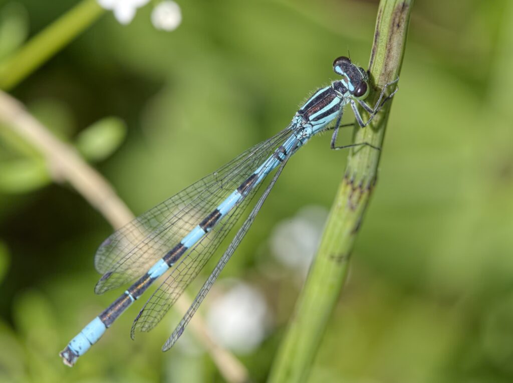 Distribution trends of European dragonflies under climate change ...