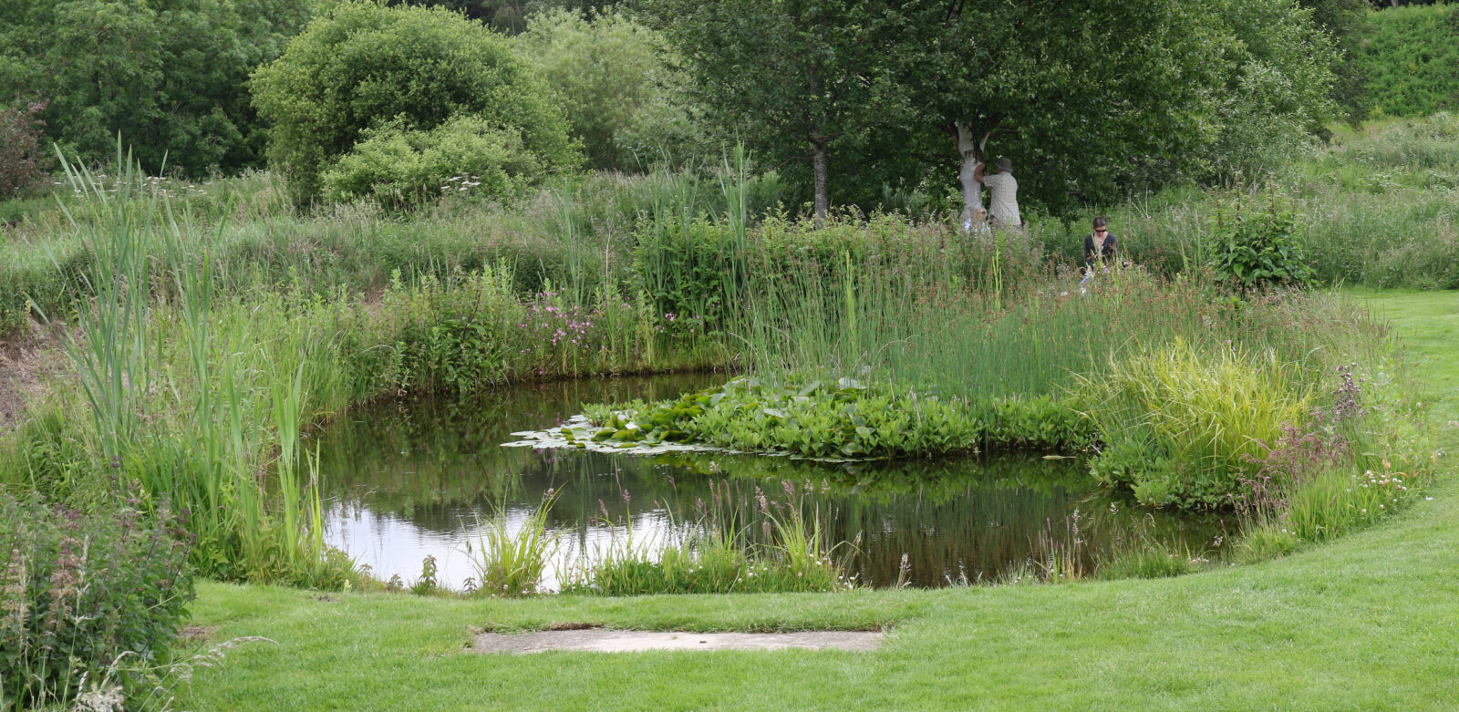 Guide to Spring Garden Dragonflies - British Dragonfly Society