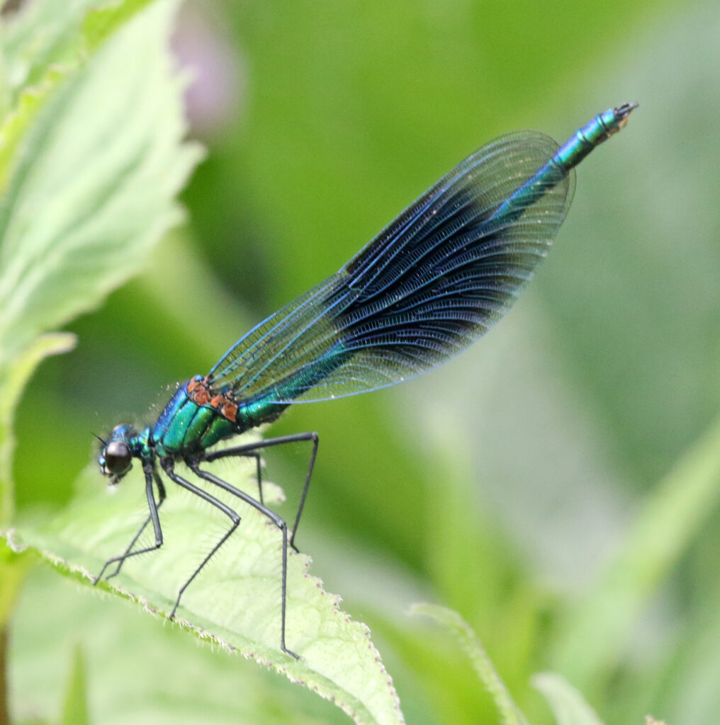 Dragonfly Delight at Rodley Hotspot Launch - British Dragonfly Society