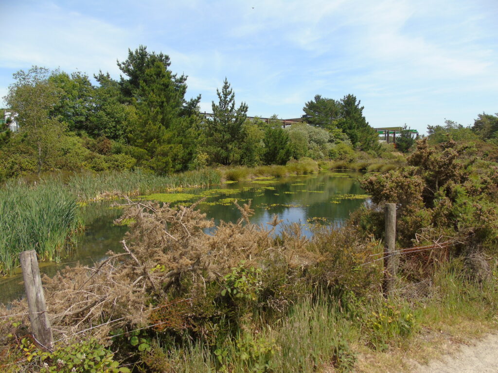 WT Bissoe Valley - British Dragonfly Society