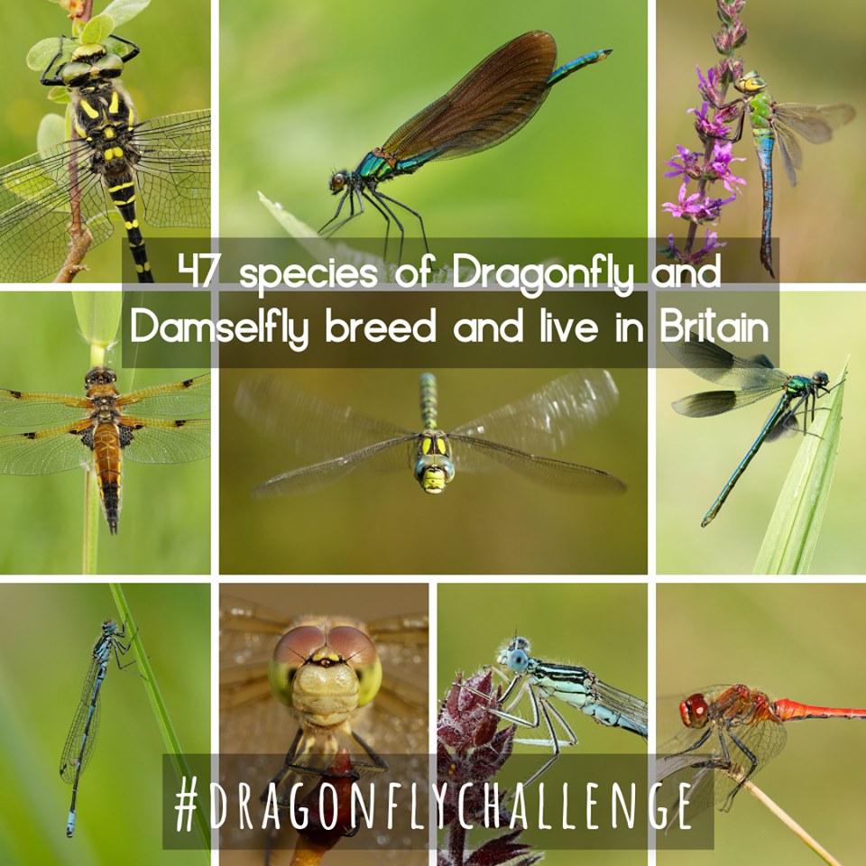 Dragonfly Challenge 2019 - British Dragonfly Society