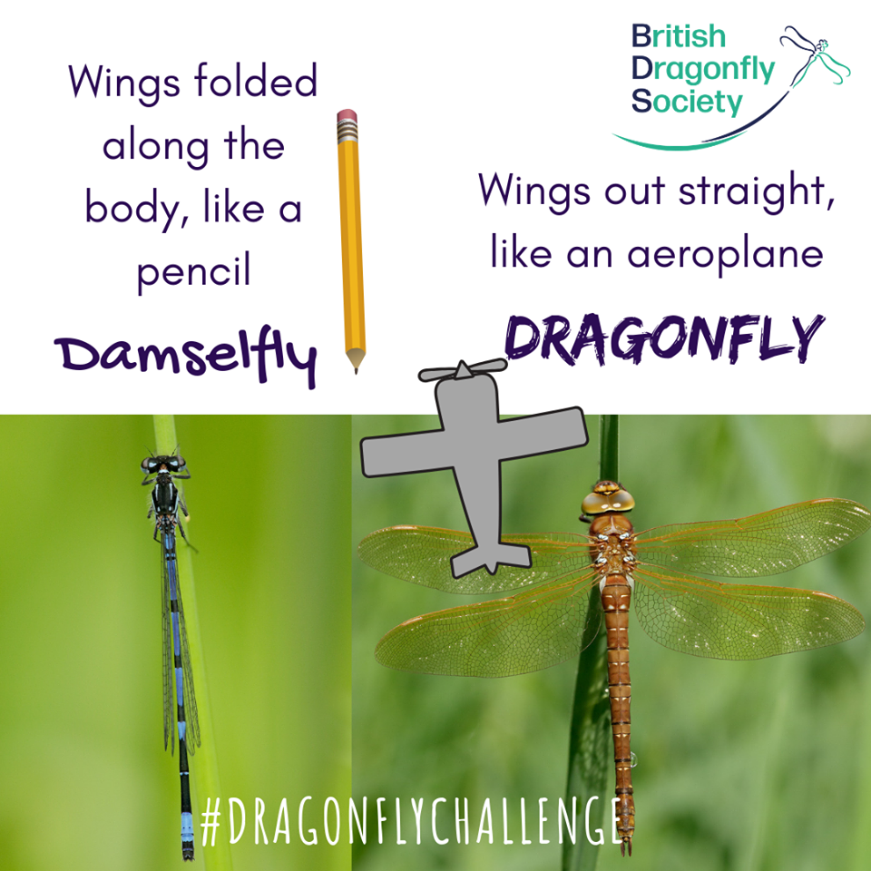 Dragonfly Challenge 2019 - British Dragonfly Society