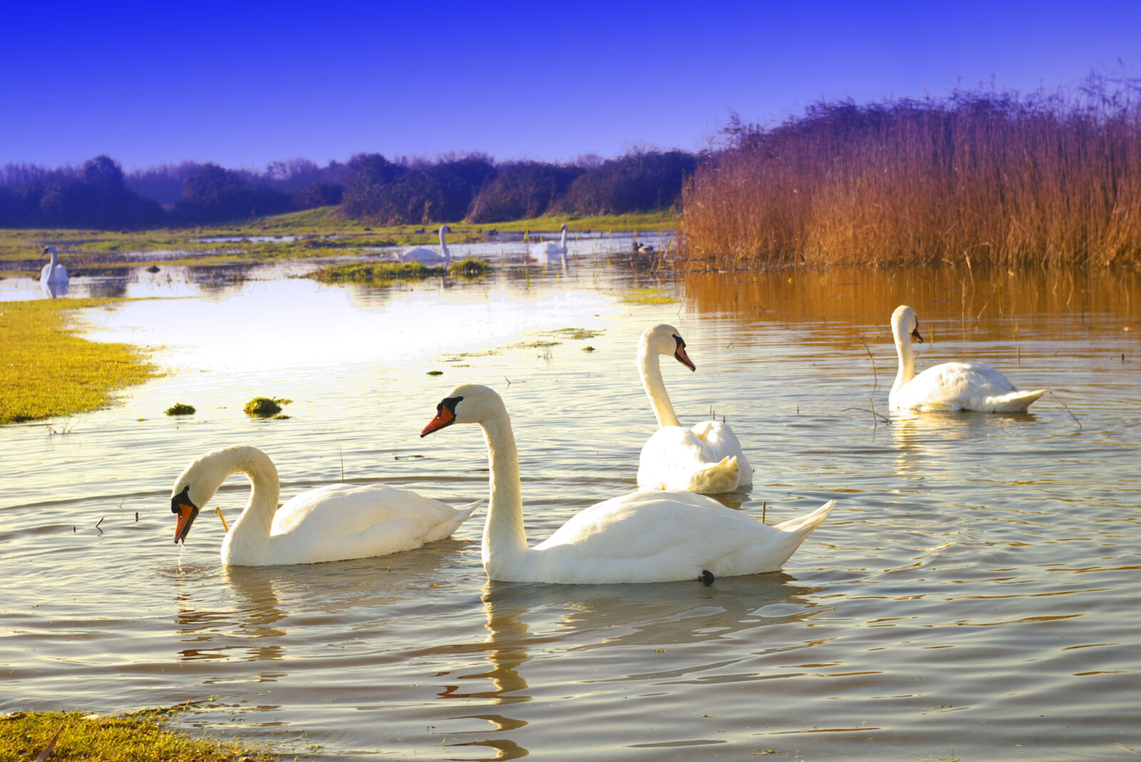 Stanpit Marsh - British Dragonfly Society