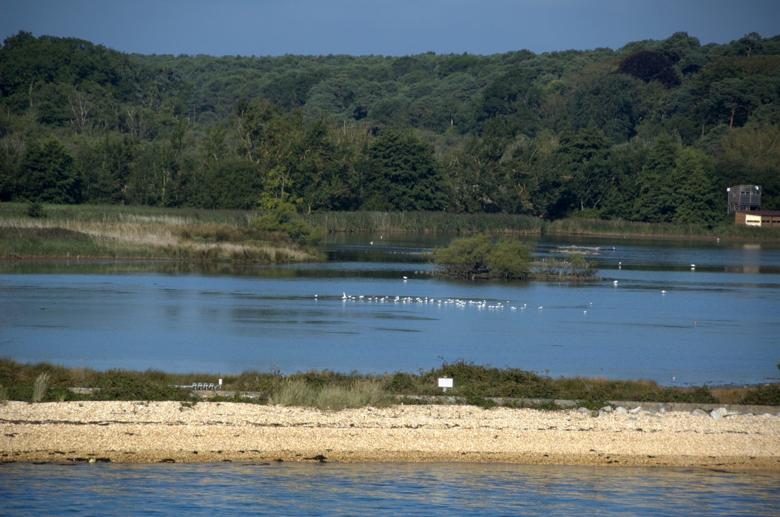 Brownsea Island - British Dragonfly Society