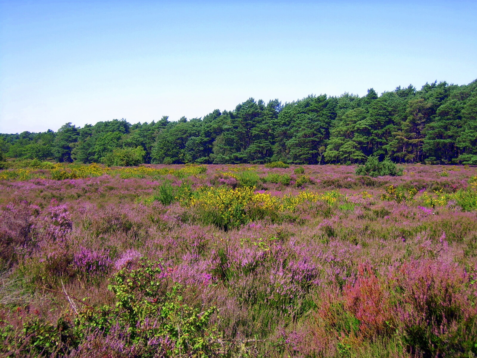 Brownsea Island - British Dragonfly Society