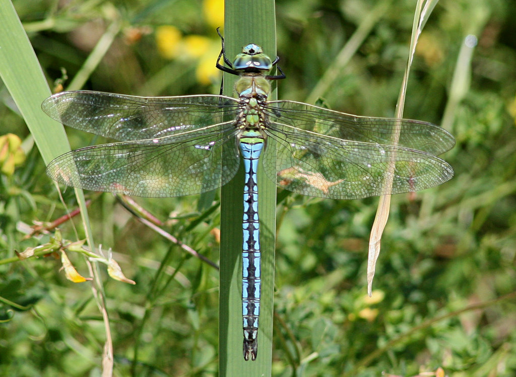 RSPB Old Moor - British Dragonfly Society