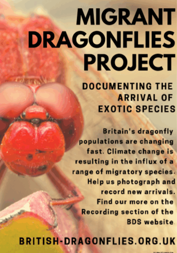 Migrant Dragonflies Project - British Dragonfly Society