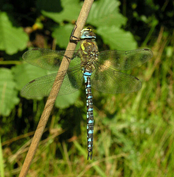 WWT Smallbrook Meadows, Warminster - British Dragonfly Society