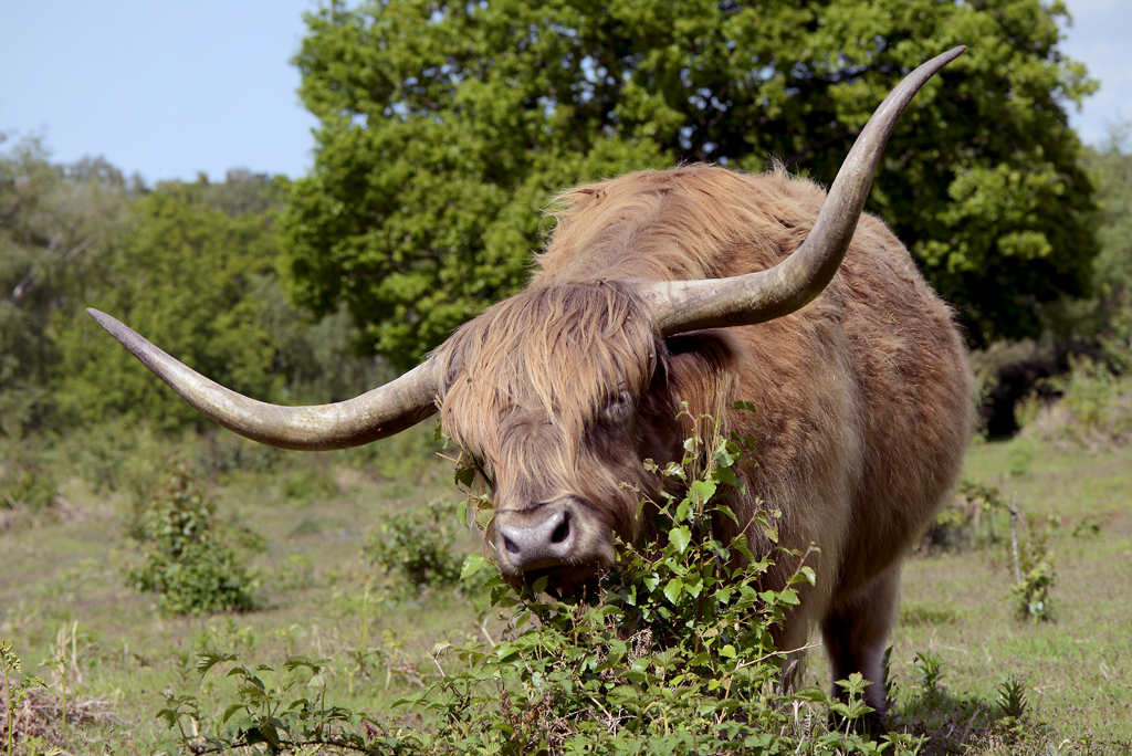 Kent Wildlife Trust Hothfield Heathlands Reserve - British Dragonfly ...