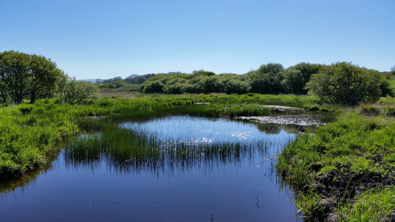 WT LLangloffan Fen National Nature Reserve - British Dragonfly Society