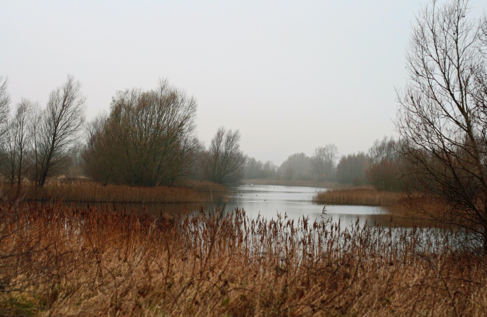 Baston Fen - British Dragonfly Society