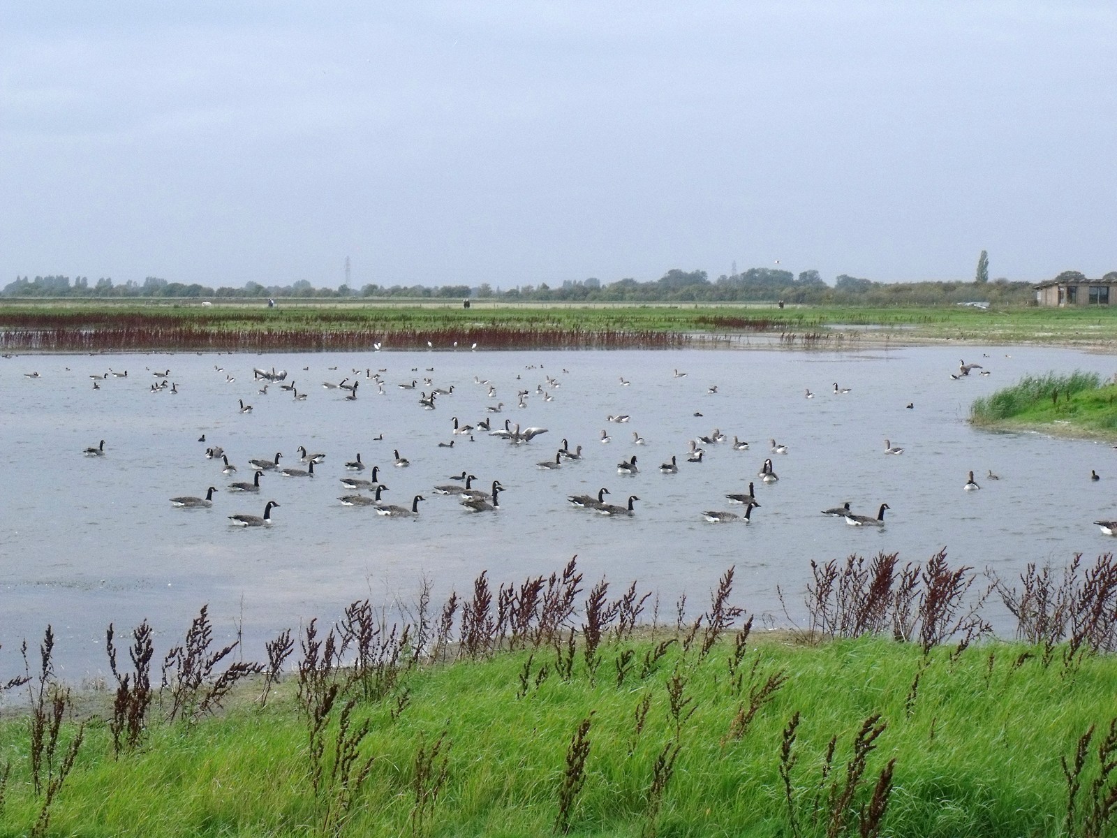 RSPB Frampton Marsh - British Dragonfly Society