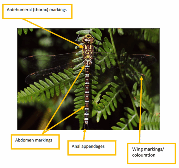 Identification Help - British Dragonfly Society