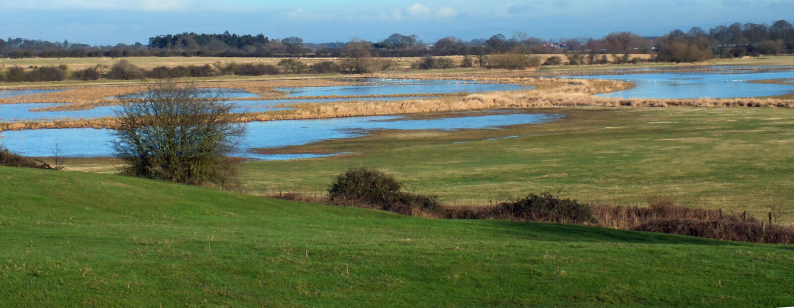 Wheldrake Ings Nature Reserve - British Dragonfly Society
