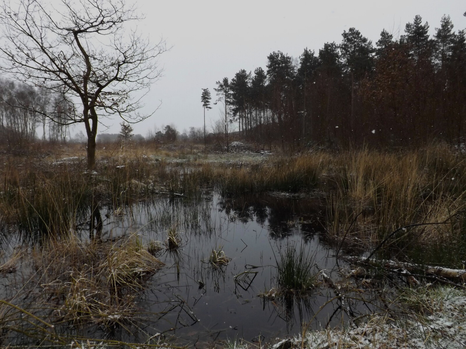 Allerthorpe Common Nature Reserve - British Dragonfly Society