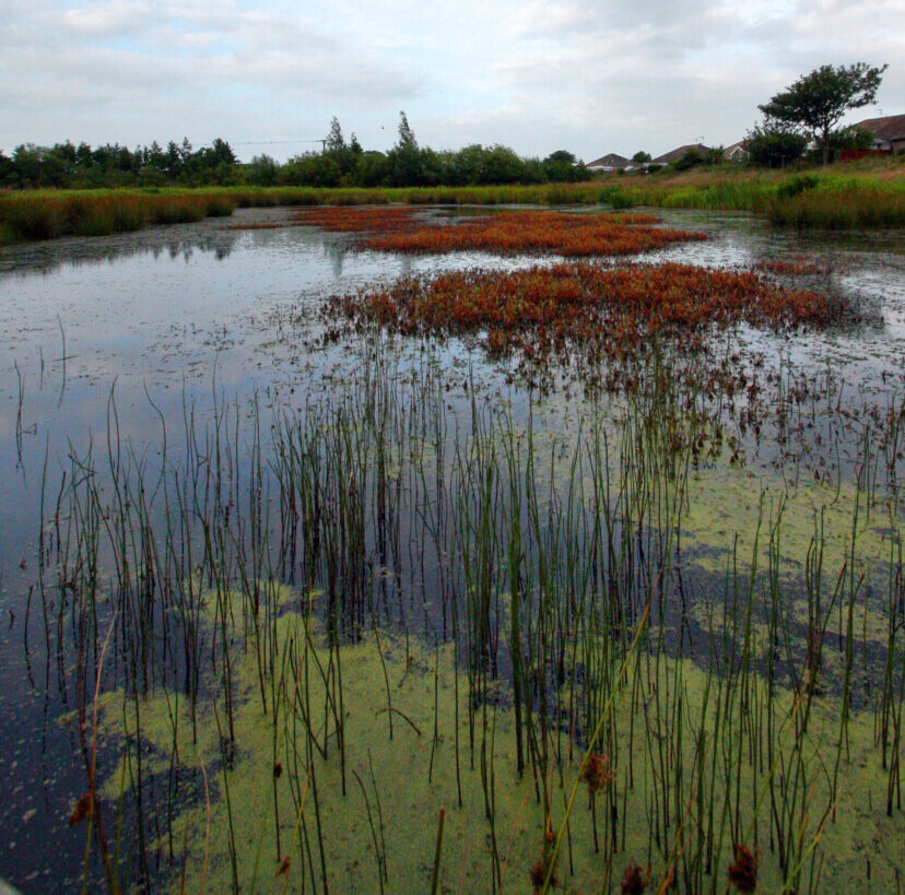 Filey Dams Nature Reserve - British Dragonfly Society