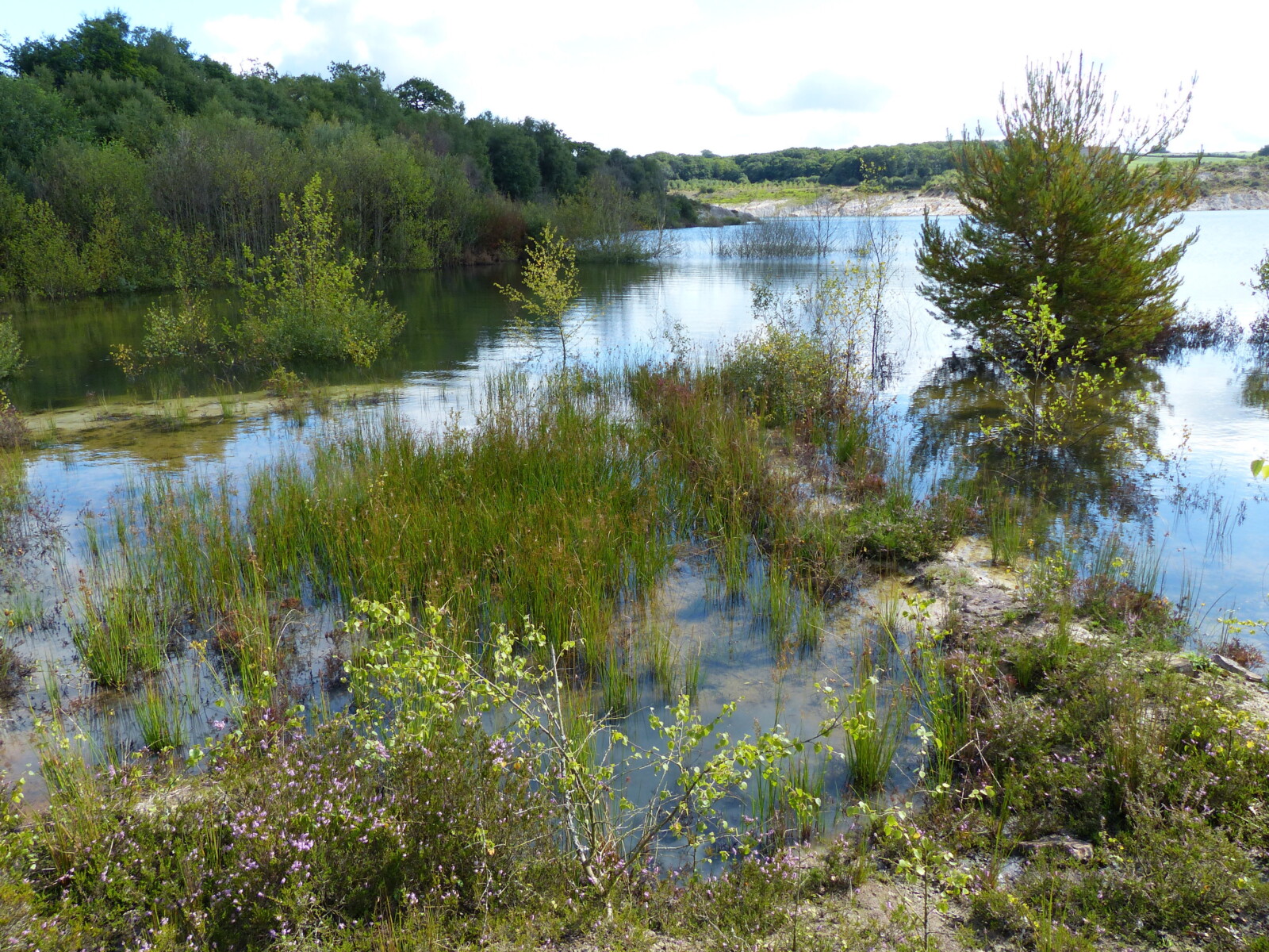 Meeth Quarry - British Dragonfly Society