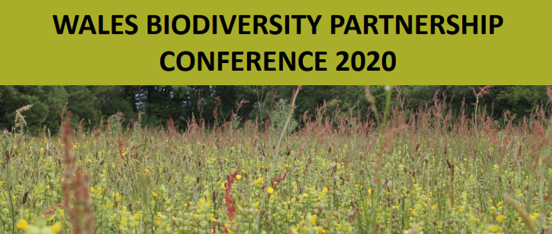 Fens Part 2 Images Of British Biodiversity