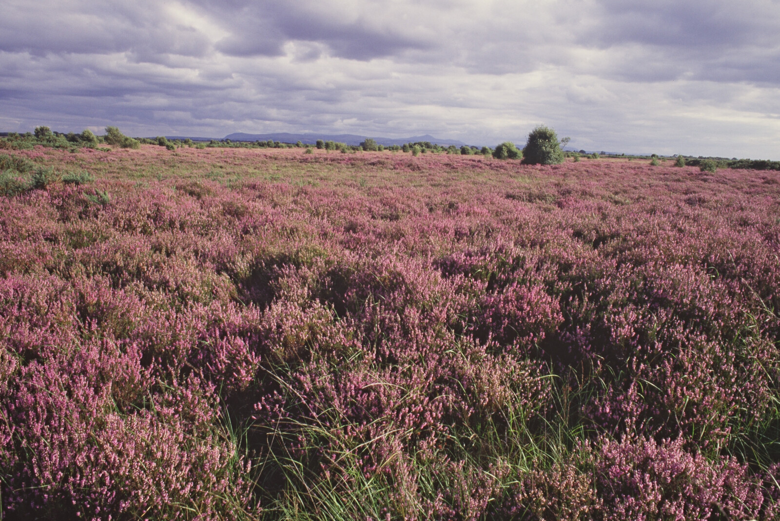 South Solway Mosses - British Dragonfly Society