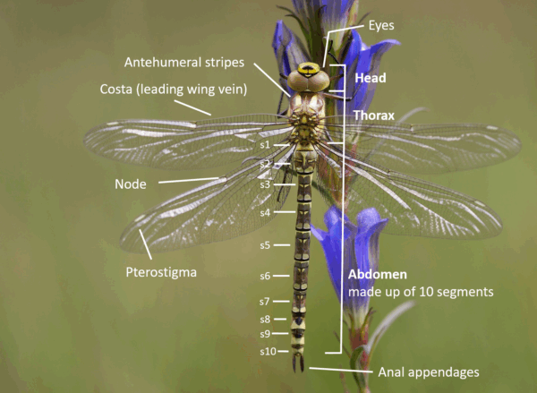 Dragonflies - British Dragonfly Society