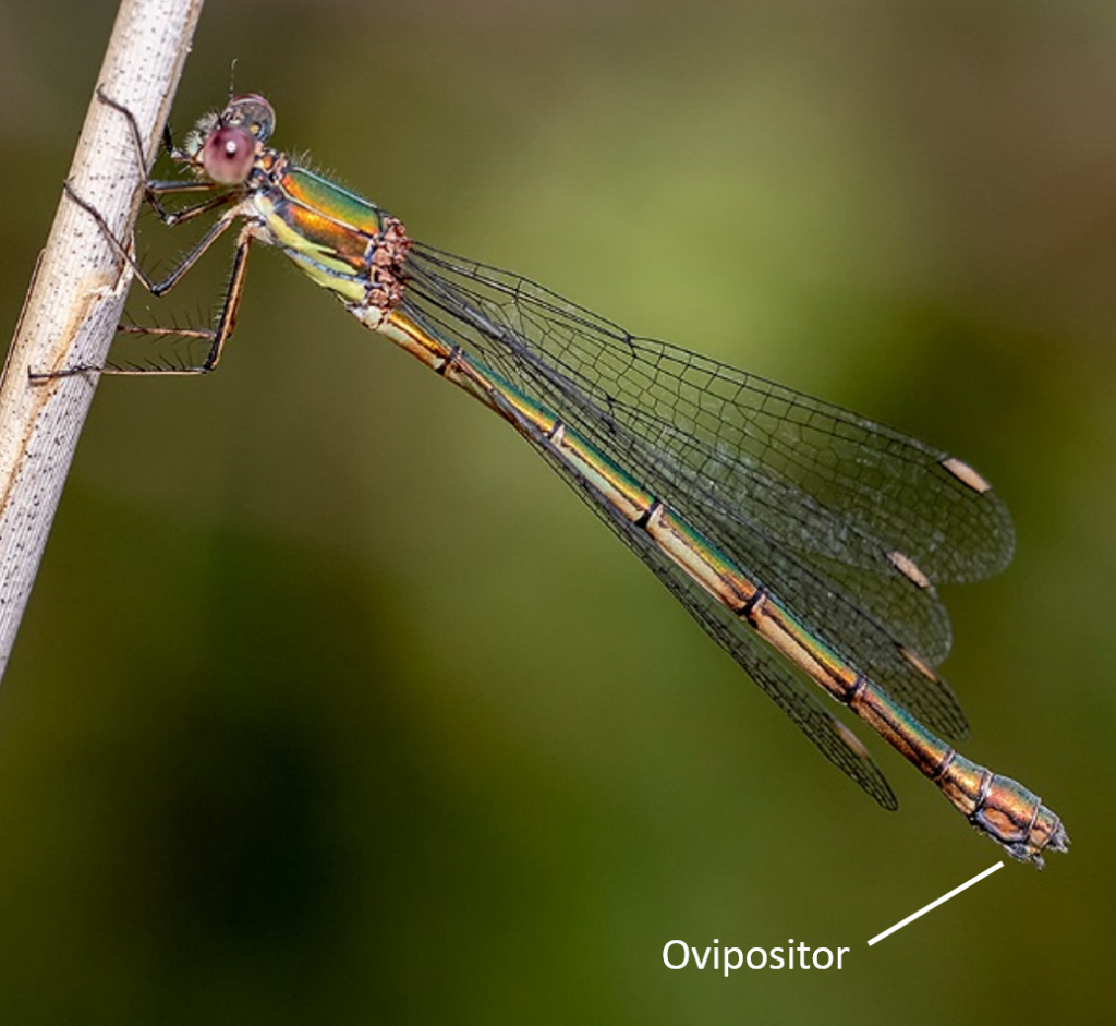 Damselflies - British Dragonfly Society